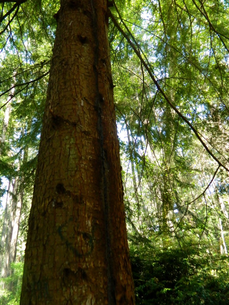 Point Defiance Park: Part I – Traveling the PNW