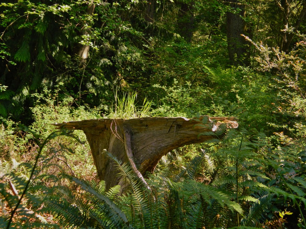 Point Defiance Park: Part I – Traveling the PNW