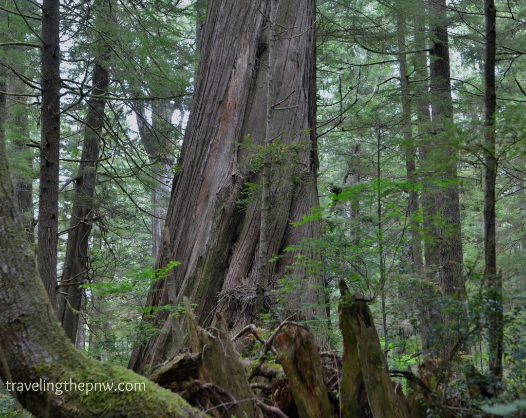 The Big Cedar Tree – Traveling the PNW
